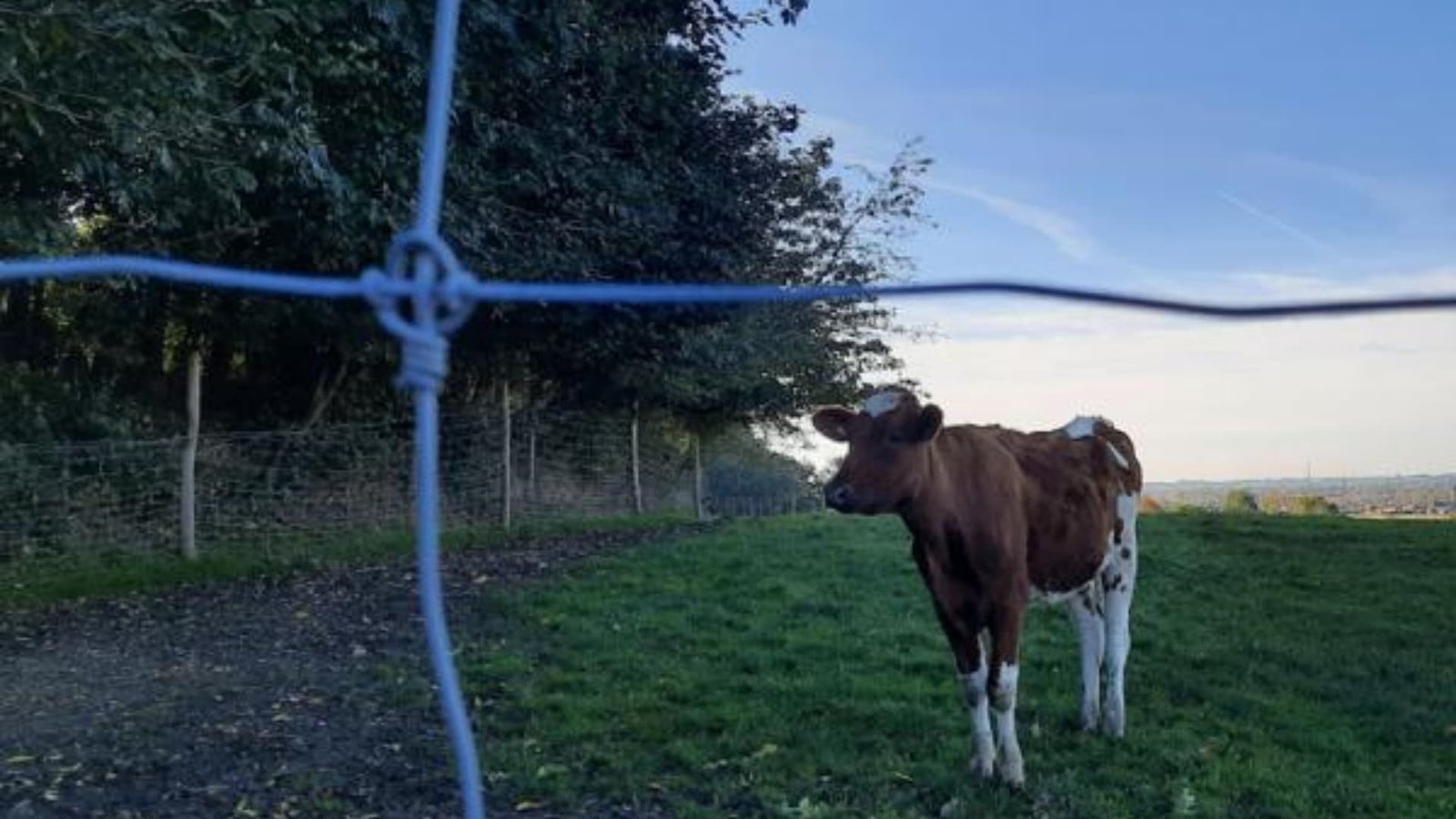 Cyclone fixed knot woven deer or cow fence for demanding farmers ...